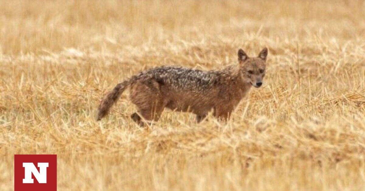Θεσσαλία: Σπάνιο «χρυσό τσακάλι» εμφανίστηκε στην λίμνη Κάρλα (vid ...