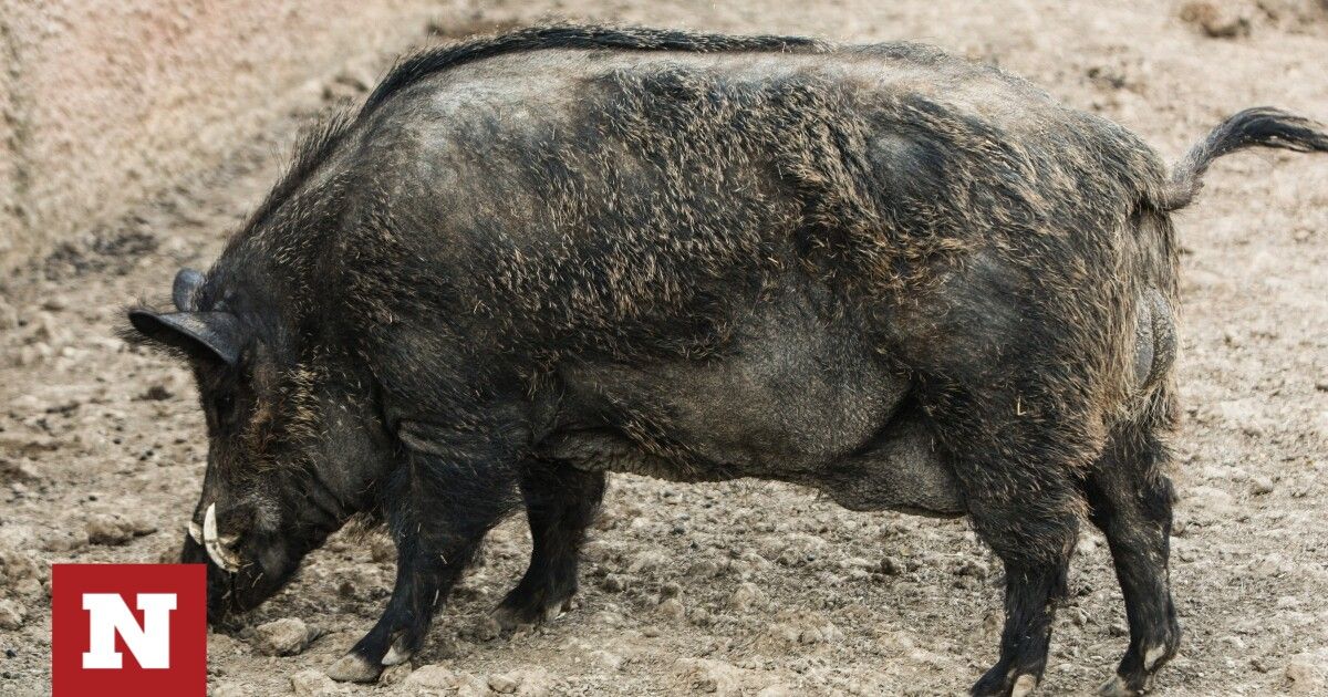 Εύβοια: Τροχαίο με αγριογούρουνα για νεαρό οδηγό – Σώθηκε από θαύμα ...