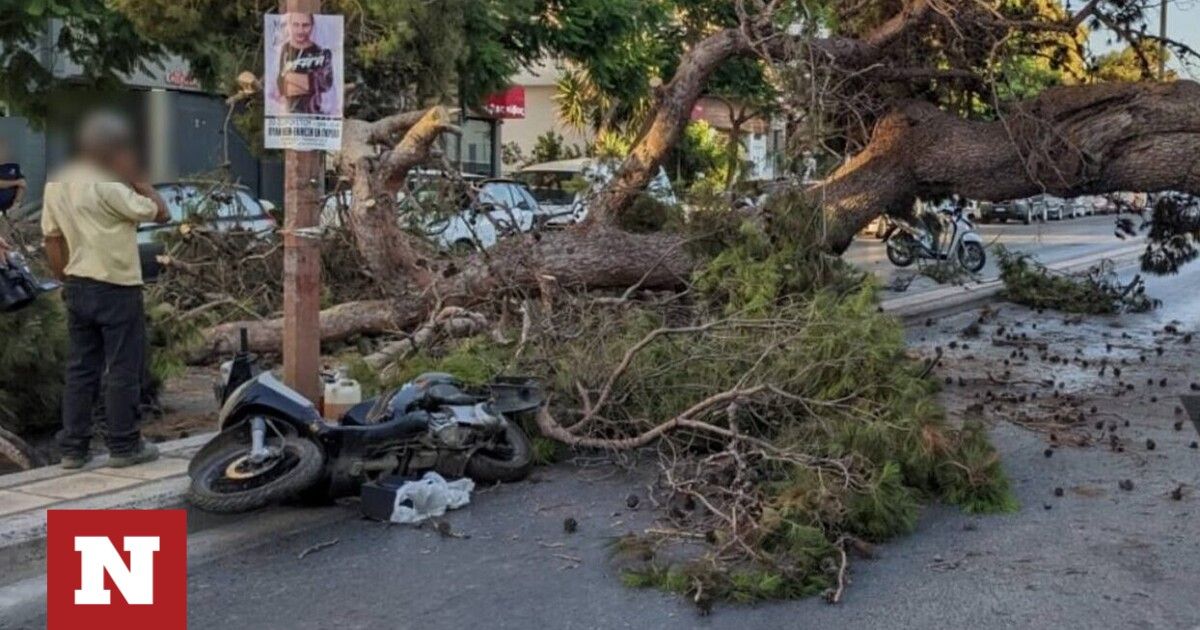 Θάνατος 50χρονου από δέντρο: Συνελήφθη και αφέθηκε ελεύθερος ο ...
