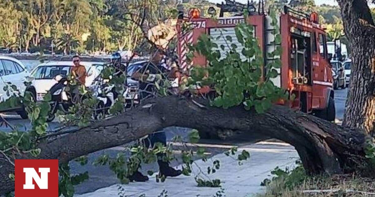Κέρκυρα: Έπεσε δέντρο στο άλσος της Γαρίτσας - Newsbomb