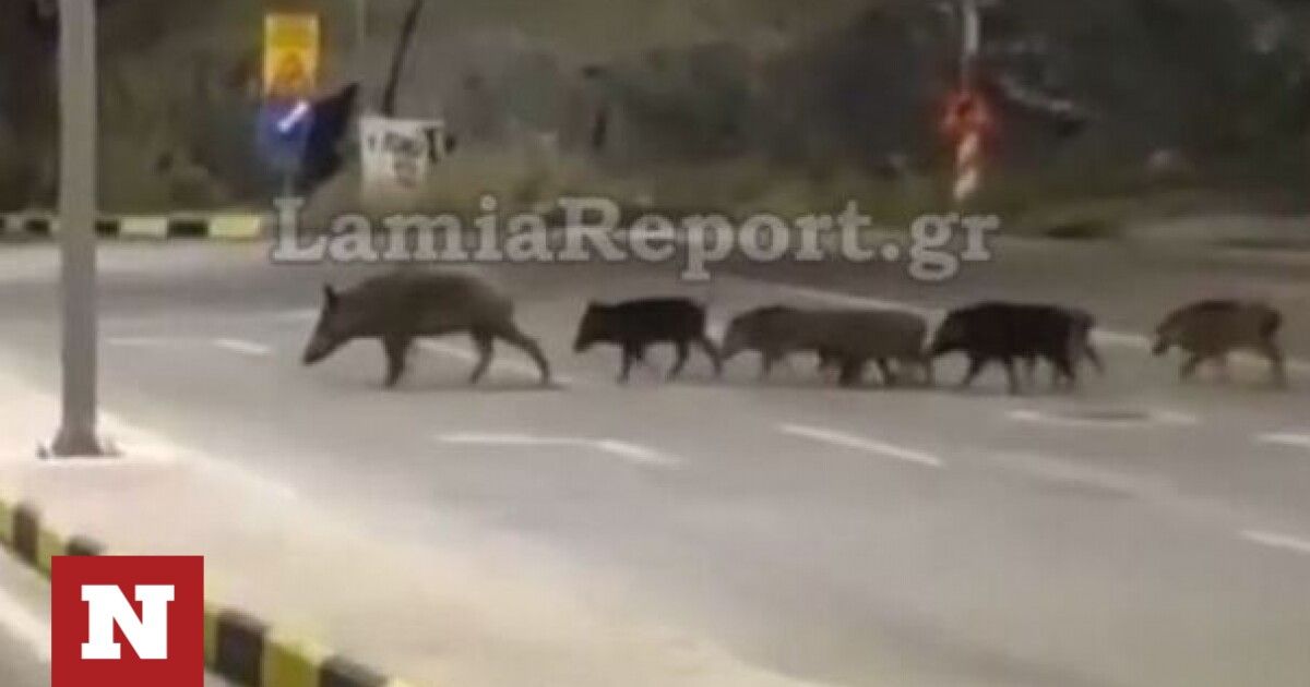 Λαμία: 14 αγριογούρουνα έκαναν βόλτα στην πόλη - Newsbomb