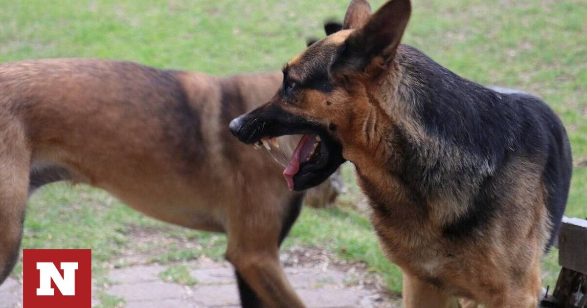 Αγέλη 15 σκύλων επιτέθηκε σε οικογένεια Βρετάνων στην Κορινθία - Newsbomb