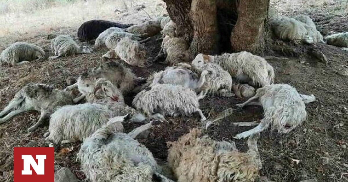 Τύρναβος: 60 πρόβατα νεκρά στη Ροδιά - Ποδοπατήθηκαν στη θέα λύκου ...