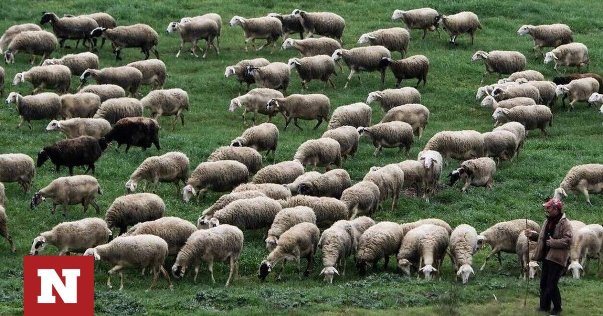 ΟΠΕΚΕΠΕ: Κρατικές ενισχύσεις σε 63.364 δικαιούχους κτηνοτρόφους για την ...