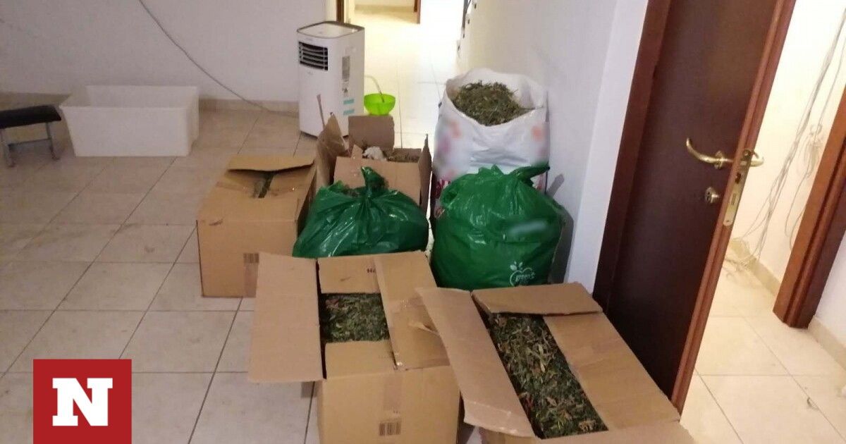 Θεσσαλονίκη: Έστησαν εργαστήριο κάνναβης σε μονοκατοικία - Διακινούσαν ...