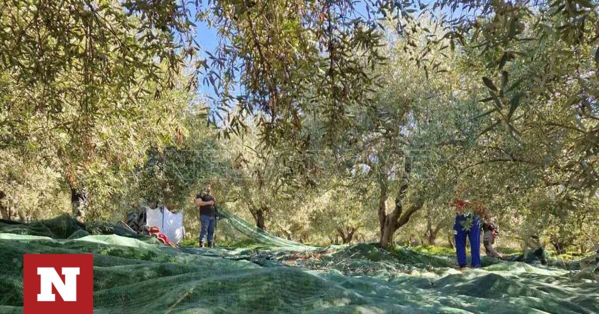 Από τη συγκομιδή των ελιών... στην παραγωγή λαδιού - Newsbomb