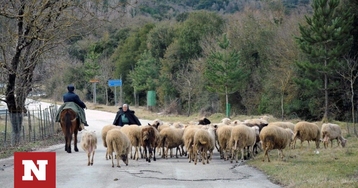 Εξισωτική Αποζημίωση: Ενστάσεις από μετακινούμενους κτηνοτρόφους - Newsbomb