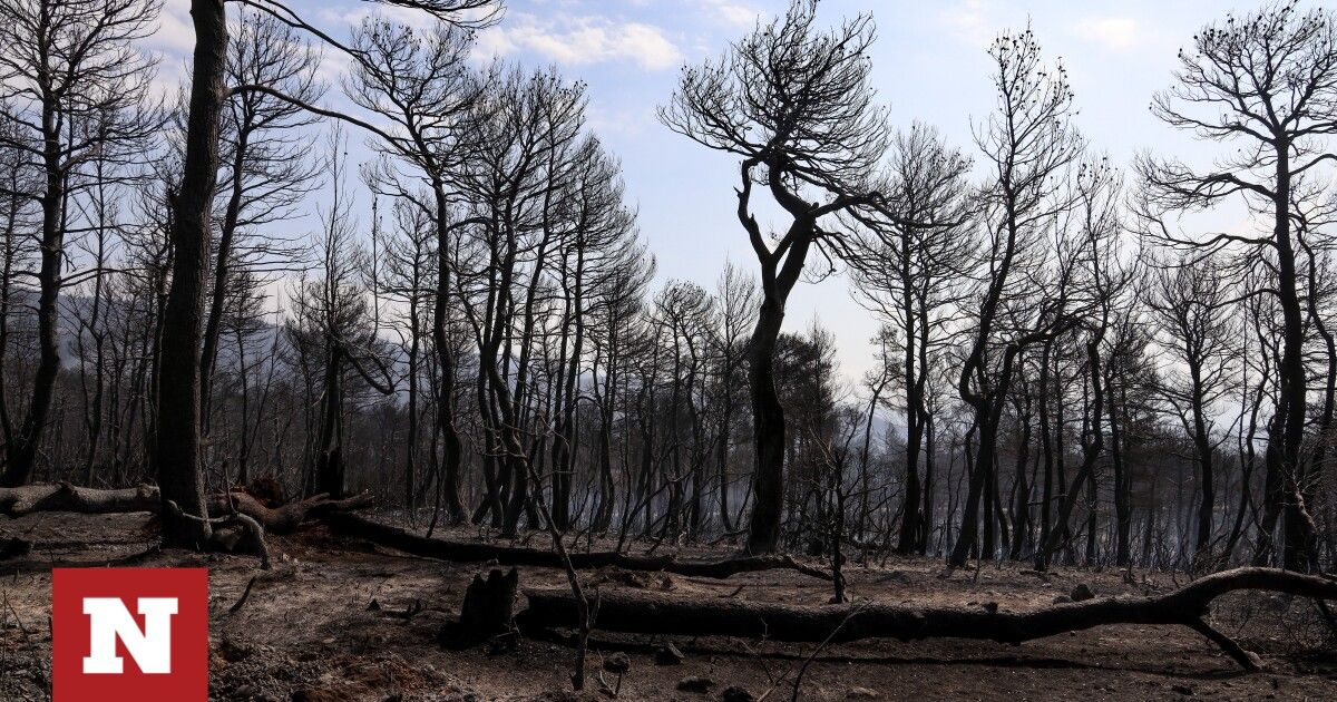 Εύβοια: Μεγάλη οικολογική ζημιά από τη πυρκαγιά στα Ψαχνά - Newsbomb