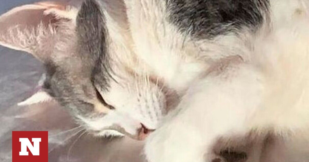 Η αναζήτηση για τον χαμένο γάτο Τίτο καθηλώνει τη Βολιβία - Newsbomb