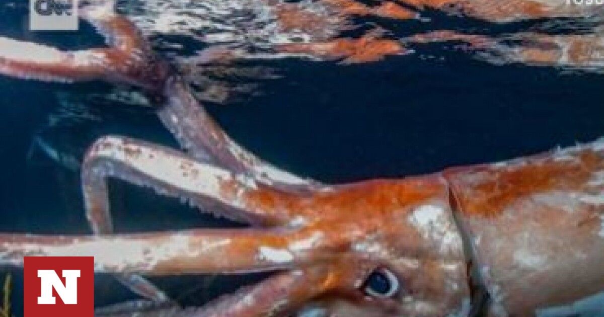 Ιαπωνία: Δύτες βιντεοσκόπησαν γιγάντιο καλαμάρι που κολυμπούσε - Newsbomb