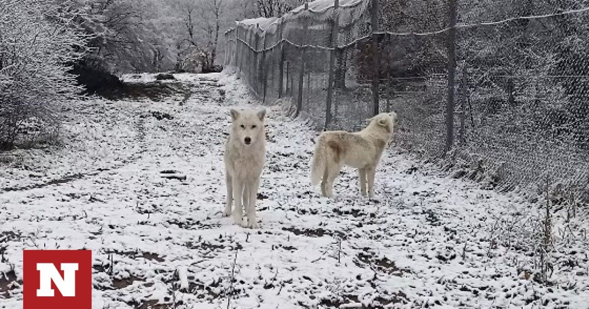 Νυμφαίο: Λύκοι αλυχτούν μέσα στο χιόνι - Εντυπωσιακές εικόνες - Newsbomb