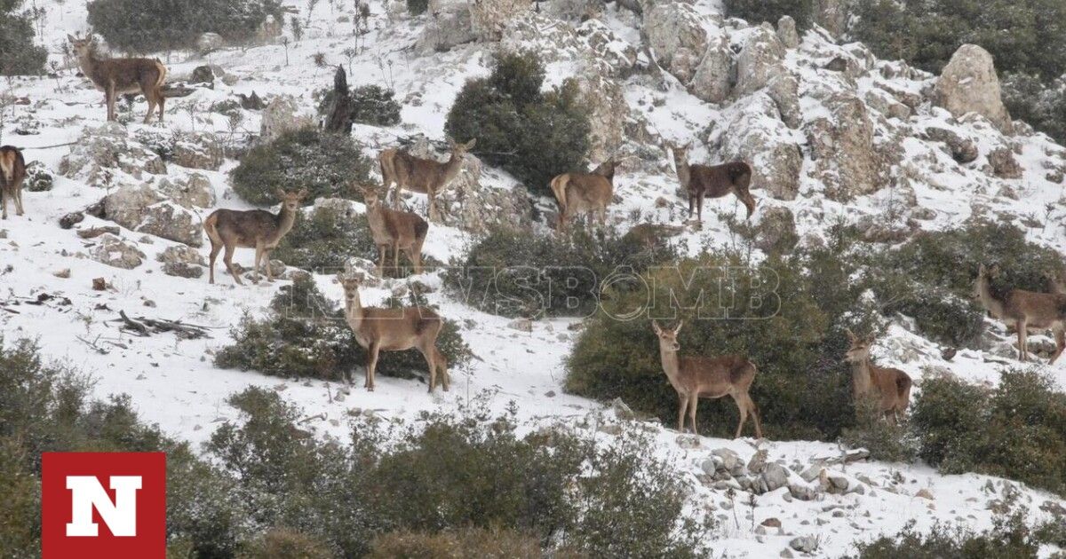 Φωτορεπορτάζ Newsbomb.gr: Τα πρώτα χιόνια έπεσαν στην Αττική - Στα ...