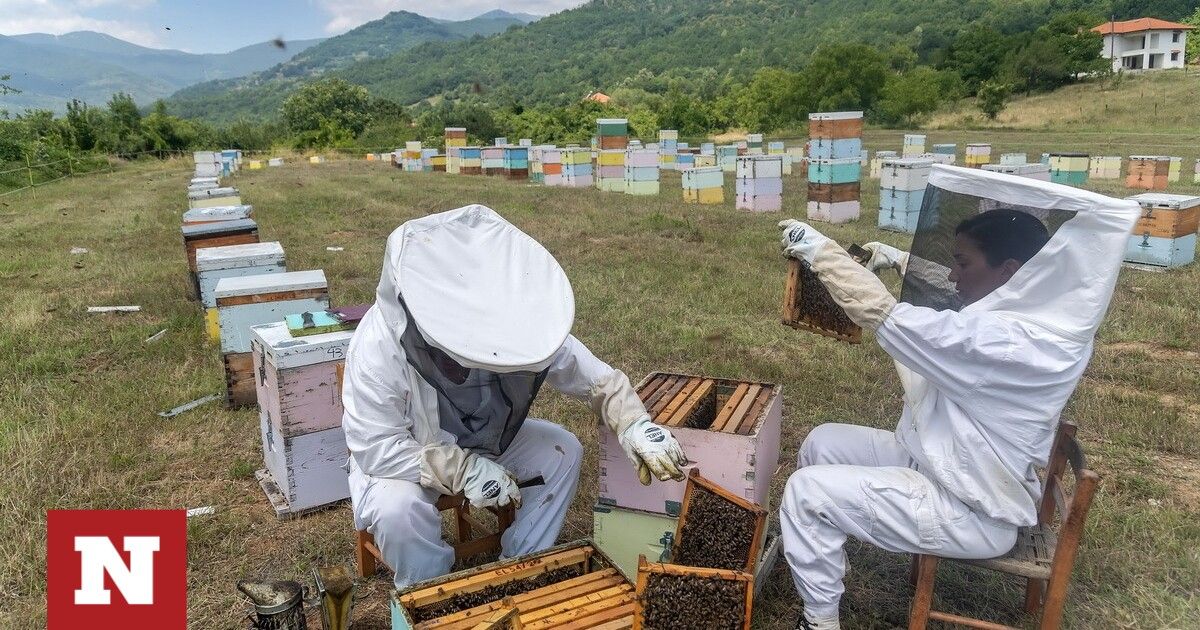 ΔΥΠΑ: Νέο πρόγραμμα κατάρτισης ανέργων στη μελισσοκομία - Newsbomb