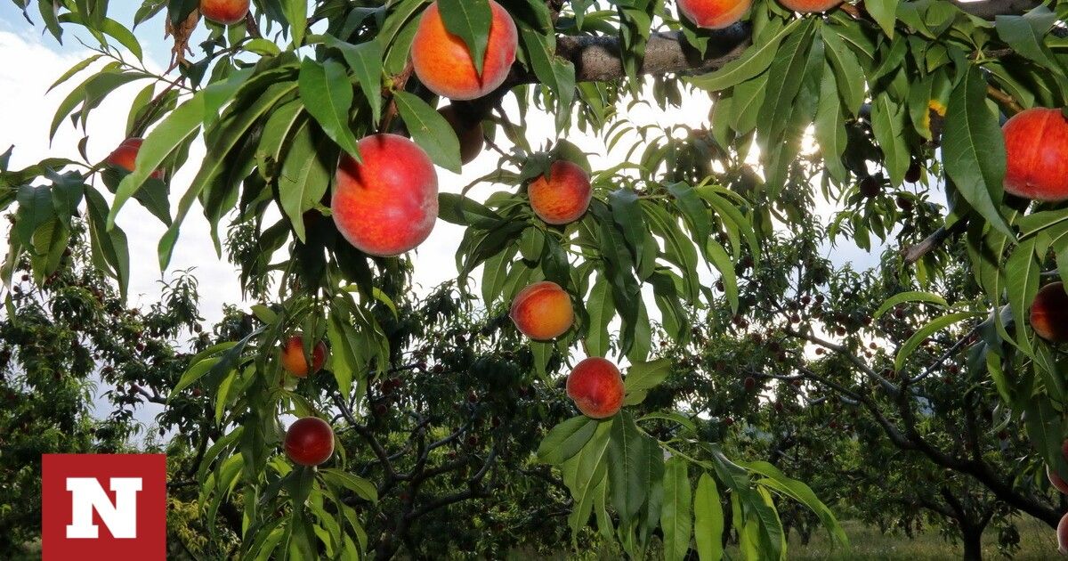 Σε ΦΕΚ οι αποφάσεις για τις ενισχύσεις 28,1 εκατ. ευρώ σε αγροτικά ...