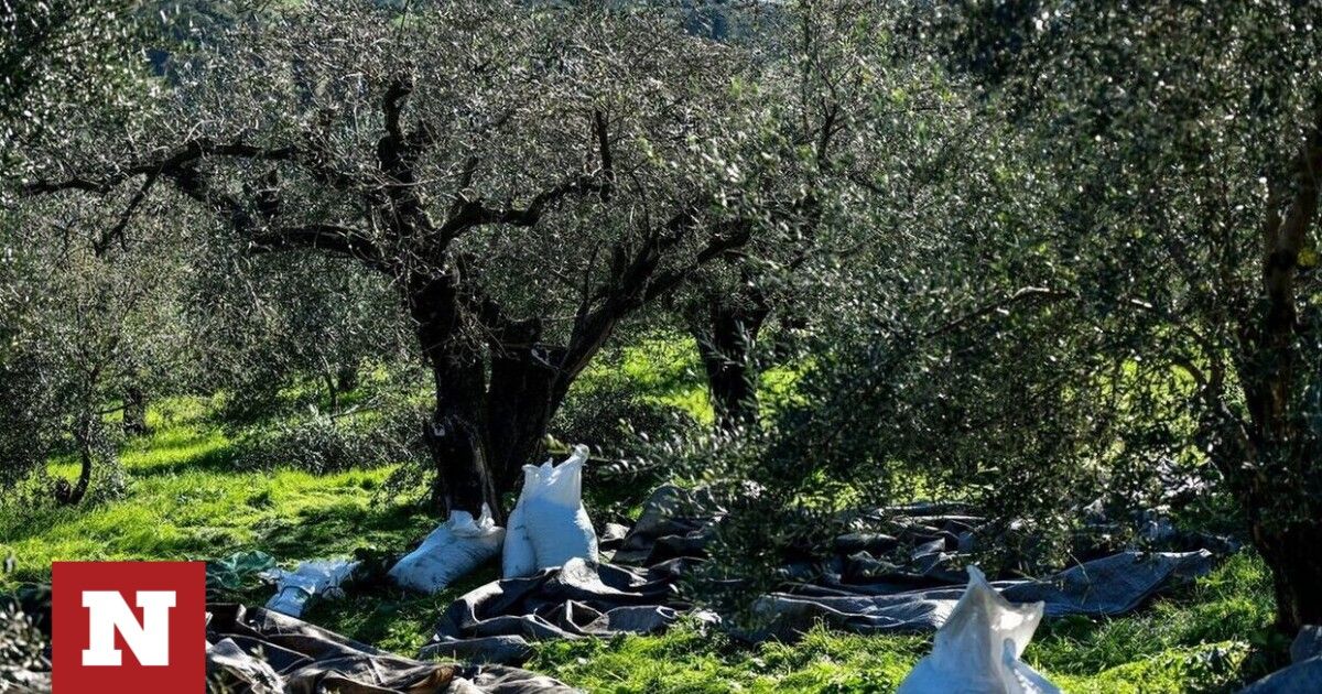 Στα ύψη έχουν σκαρφαλώσει οι τιμές του ελαιολάδου λόγω ξηρασίας - Newsbomb
