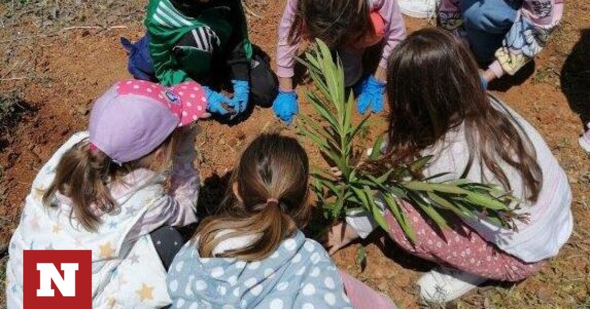 Αναδάσωση στο Πάρκο Ανθούσας στην Παλλήνη με τη στήριξη της Αττικής ...