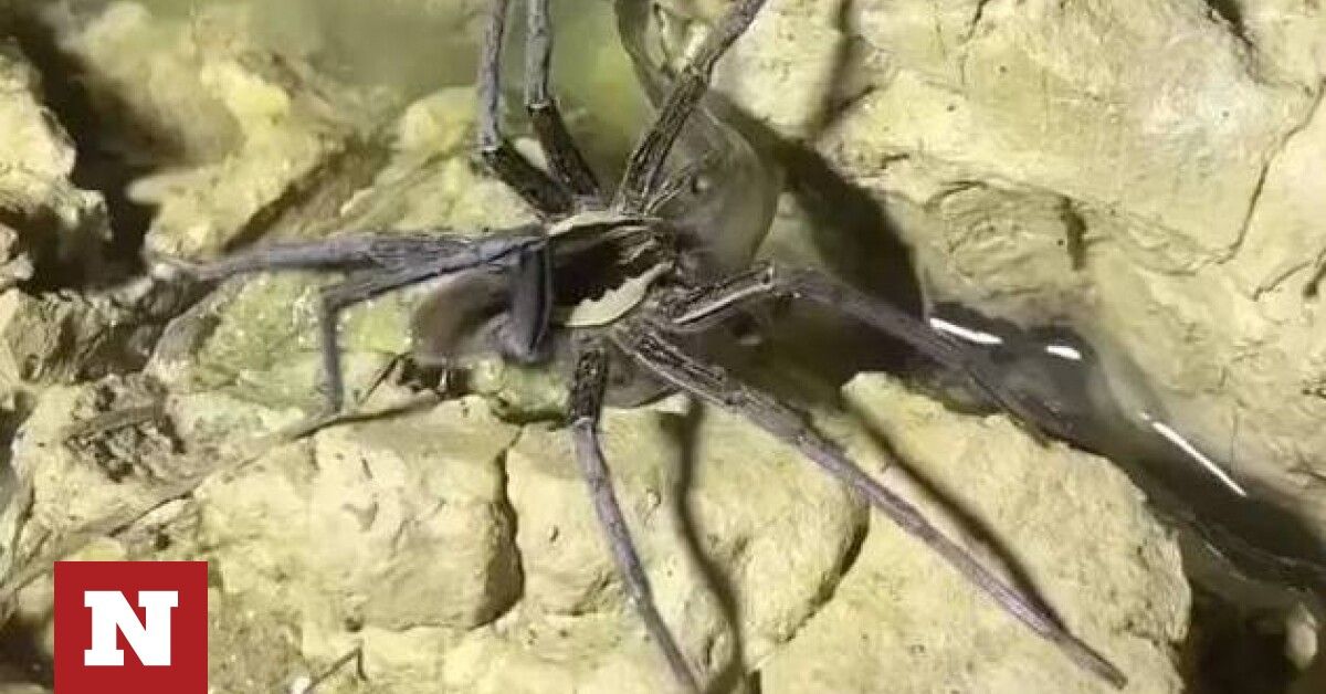 Γιγάντια αράχνη πιάνει και τρώει… ψάρι – Το βίντεο που έγινε viral ...