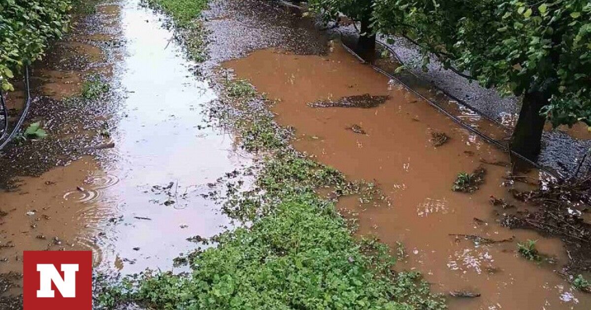 Χαλαζόπτωση στη Θεσσαλία: Σε απόγνωση οι αγρότες από καταστροφές σε ...