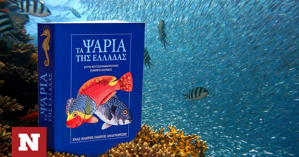 Έφτασε ο απόλυτος οδηγός: Αυτά είναι όλα τα ψάρια των ελληνικών ...