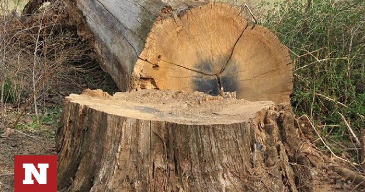 Σέρρες: Νεκρός 42χρονος υλοτόμος στο Καστανοχώρι – Τον καταπλάκωσε το ...