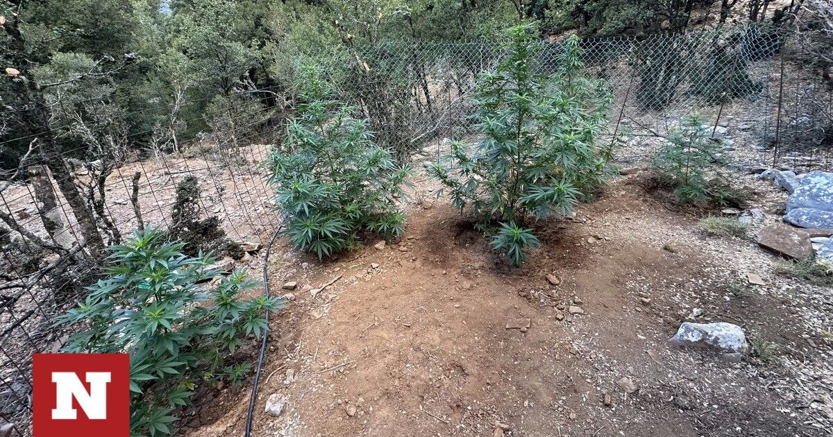 Ρέθυμνο: Εντοπισμός φυτειών κάνναβης στο Ρέθυμνο - Συλλήψεις για φυτεία ...