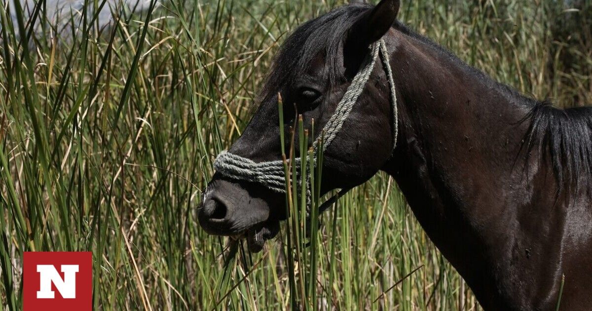 Πήλιο: Αδιανότητη καταγγελία - Άνδρας αποπειράθηκε να βιάσει άλογο ...
