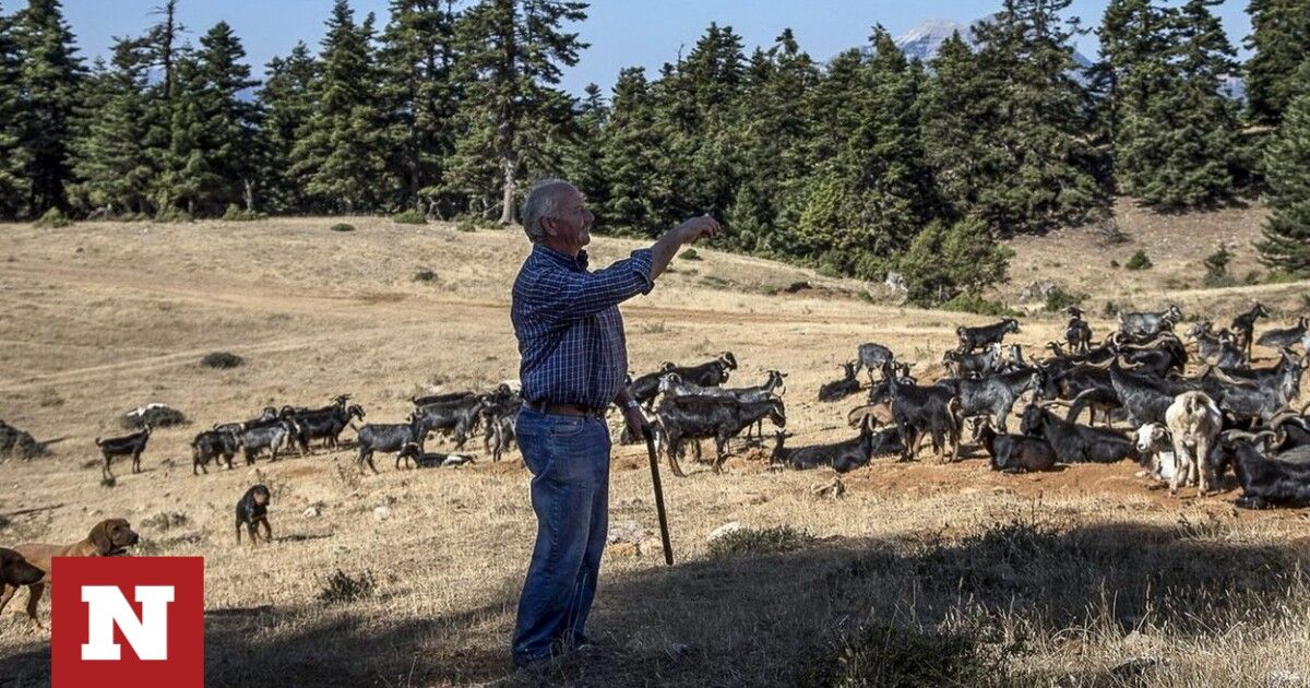 ΥΠΑΑΤ: Έως τις 8/11 αιτήσεις για οικονομικές ενισχύσεις κτηνοτρόφων που ...