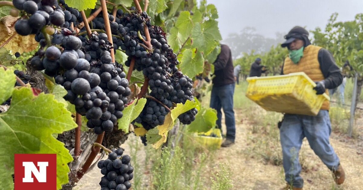 Στερεύει και το κρασί: Σε χαμηλό ρεκόρ η παγκόσμια παραγωγή - Μείον 45% ...