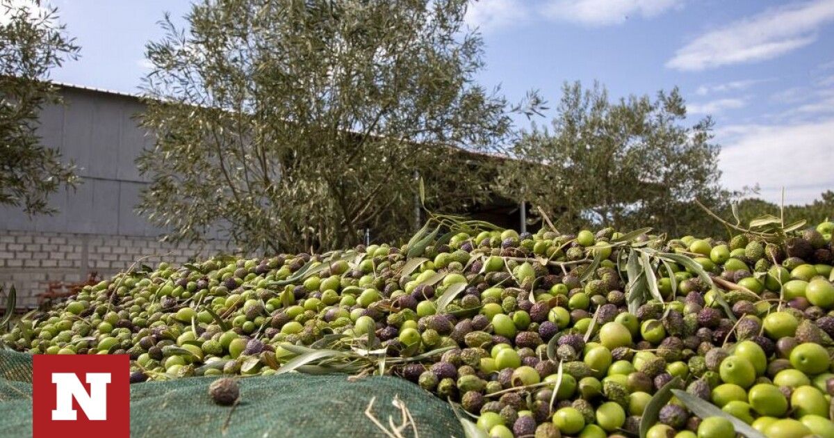 Μεσσηνία: Επικήρυξε τους ληστές που του έκλεψαν τις ελιές - Πόσες ...