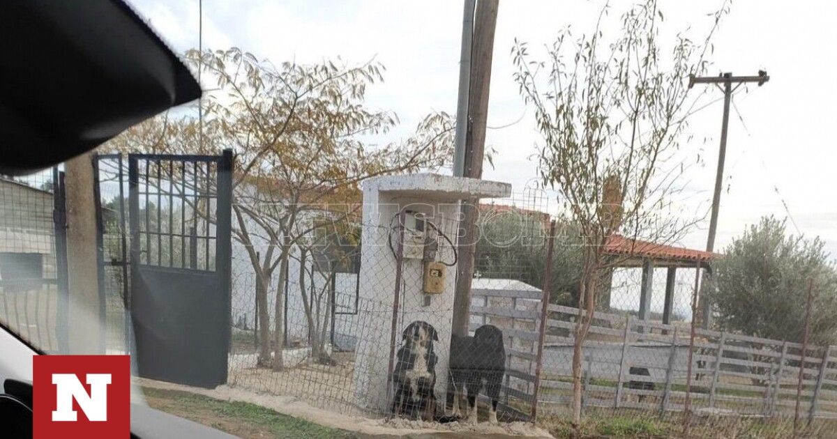 Θεσσαλονίκη: «Είχε μια μεγάλη δαγκωματιά στο λαιμό» -Μαρτυρία για την ...