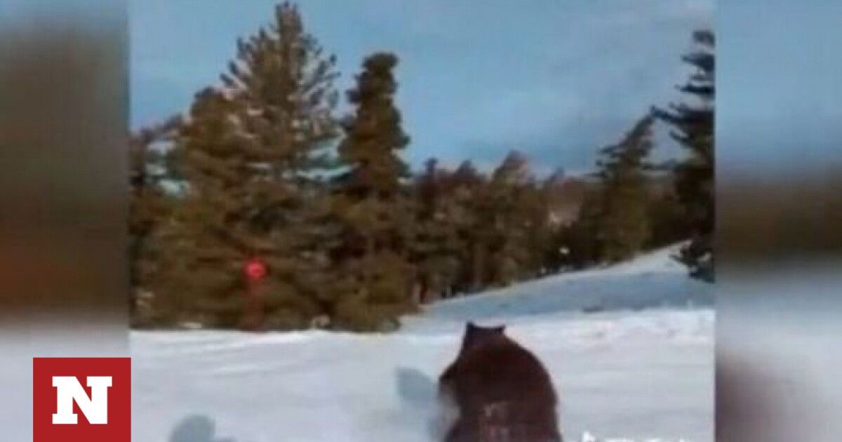 Καλιφόρνια: Viral η αρκούδα που πέρασε «ξυστά» από σκιέρ (vid) - Newsbomb