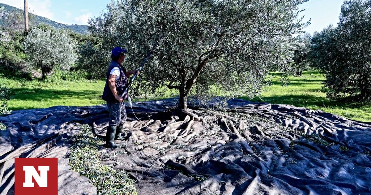 Χαλκιδική: Σήμα κινδύνου εκπέμπουν οι ελαιοπαραγωγοί – «Τεράστια ...