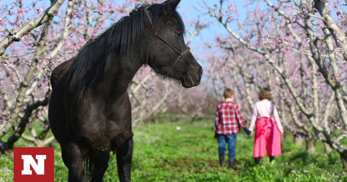 Βέροια: Η Άνοιξη έφτασε και το μαρτυρούν οι Ανθισμένες Ροδακινιές στον ...