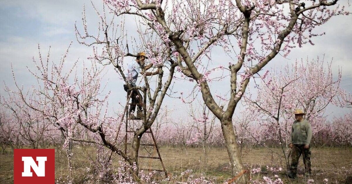 ΥΠΑΑΤ: 60 εκατ. ευρώ για το πρόγραμμα «ΚΟΜΦΟΥΖΙΟ» - Προστίθενται νέες ...