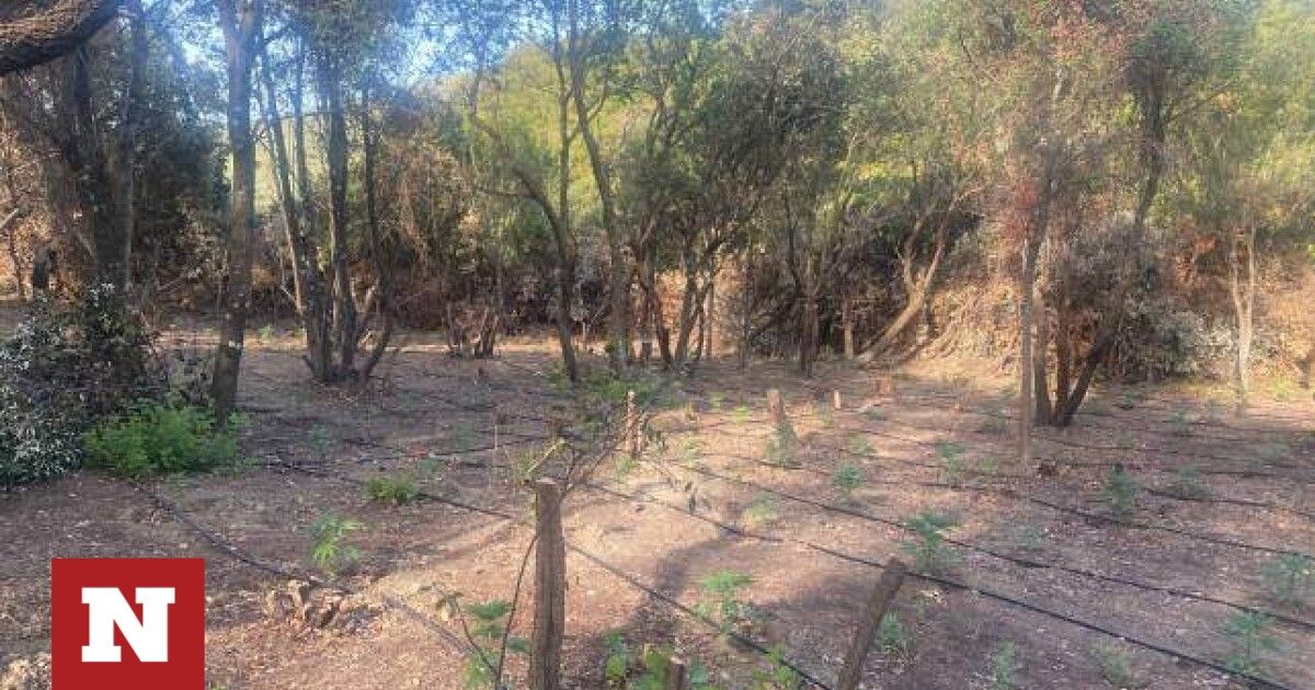 Αιτωλοακαρνανία: Εντοπίστηκαν 855 δενδρύλλια κάνναβης - Οργανωμένη ...
