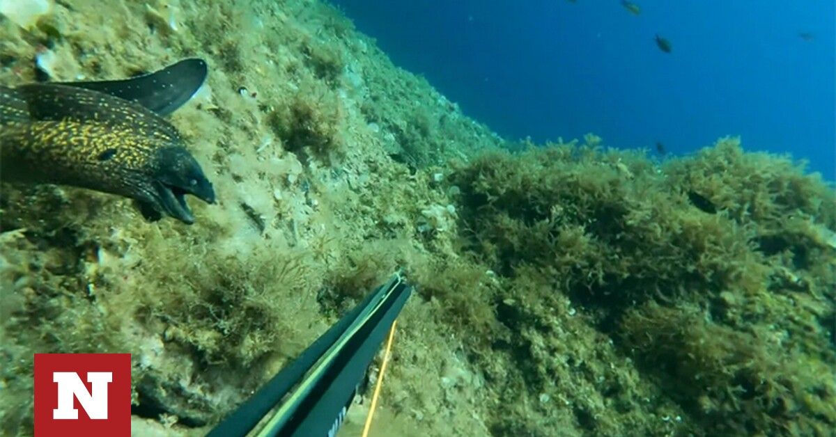 Θανάσιμοι κίνδυνοι στους ελληνικούς βυθούς: Γιγάντια σμέρνα επιτίθεται ...