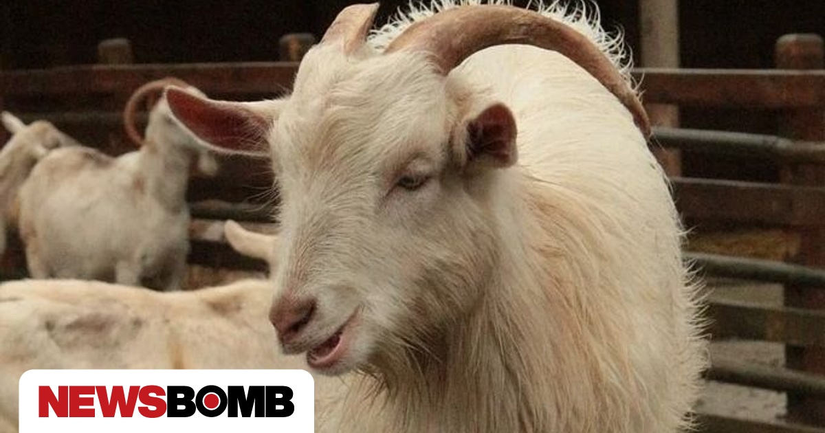 Πανώλη: Περίπου 12.000 ζώα σφαγιάστηκαν - Τι λέει ο περιφερειάρχης Θεσσαλίας στο Newsbomb.gr ...