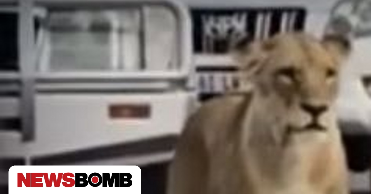 Απαράδεκτος οδηγός χτυπά λιοντάρι με το αυτοκίνητό του! - Newsbomb