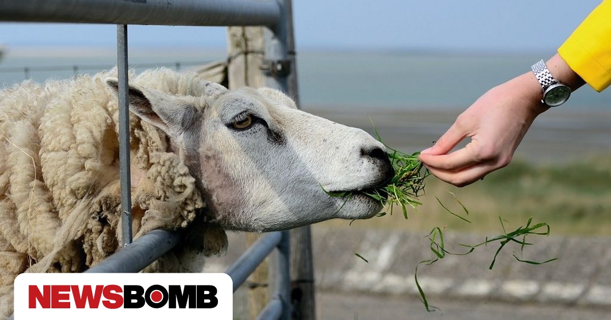 Οι επτά πληγές των κτηνοτρόφων - Πάνω από 15 χρόνια ταλαιπωρούνται από ...