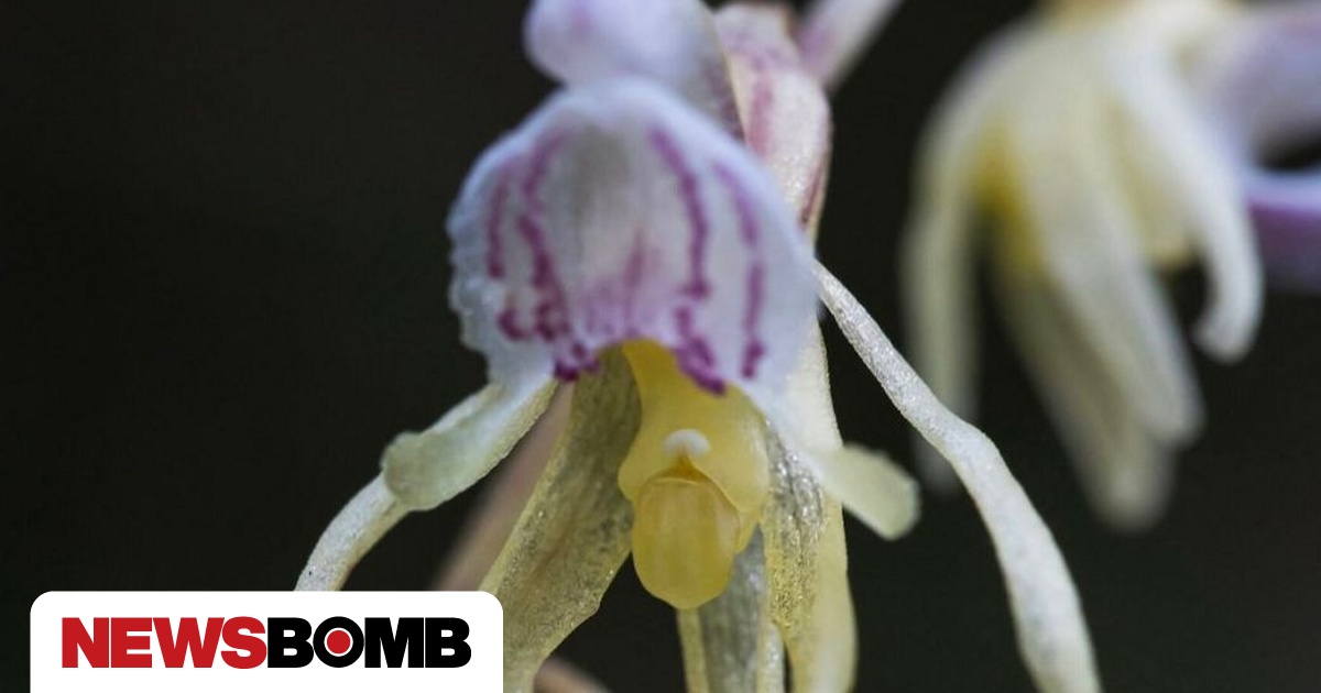 Βρετανία: «Άνθισε» ξανά μετά από 15 χρόνια η ορχιδέα-φάντασμα, το πιο ...