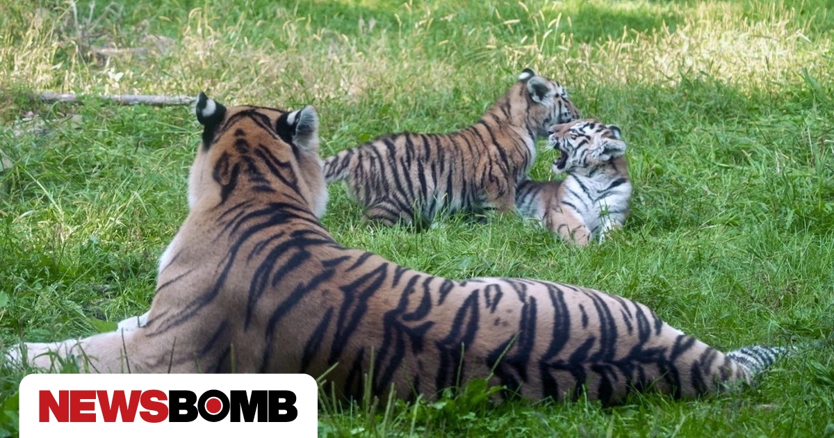 ΗΠΑ: Σπάνια τιγράκια κάνουν ντεμπούτο σε ζωολογικό κήπο - Αυξάνουν ελπίδες για το απειλούμενο ...