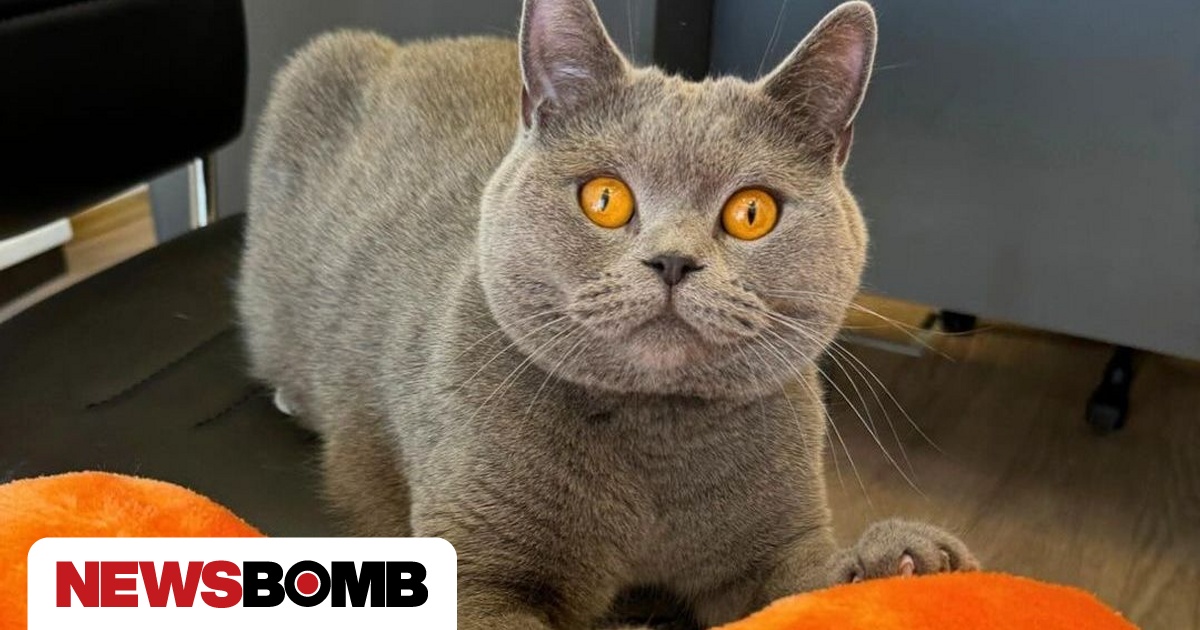 Σίμπα: Ο Θεσσαλονικιός influencer γάτος που έχει γίνει viral στα social media - Newsbomb