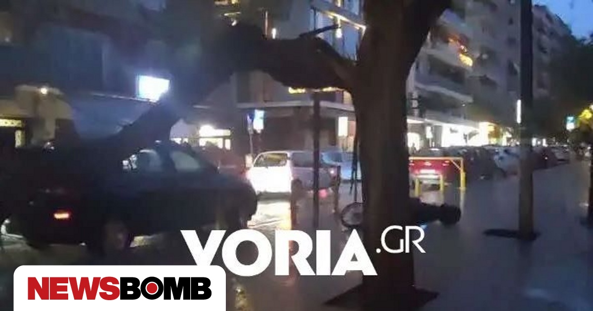 Κακοκαιρία Bora: Πτώσεις δέντρων και φθορές σε ΙΧ από ισχυρούς ανέμους στη Θεσσαλονίκη - Newsbomb