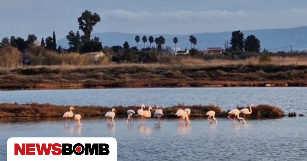 Χαλκίδα: Τα ροζ φλαμίνγκο εμφανίσθηκαν πάλι στις Αλυκές Κοπανά – Δείτε ...