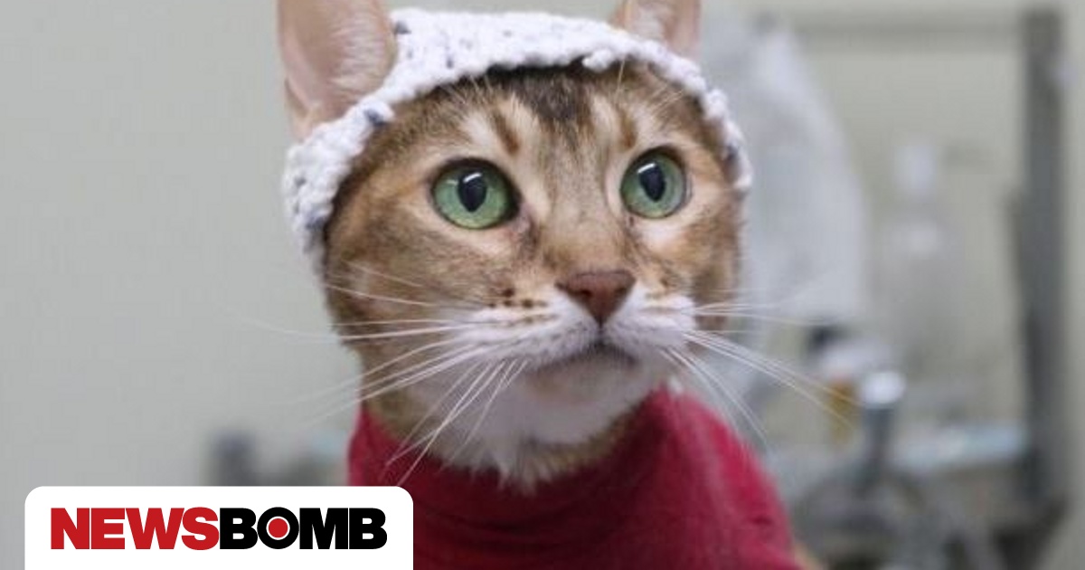 Γάτες με αρθρίτιδα ποζάρουν με πλεκτά καπέλα για καλό σκοπό: Νέα πρωτοποριακή έρευνα - Newsbomb