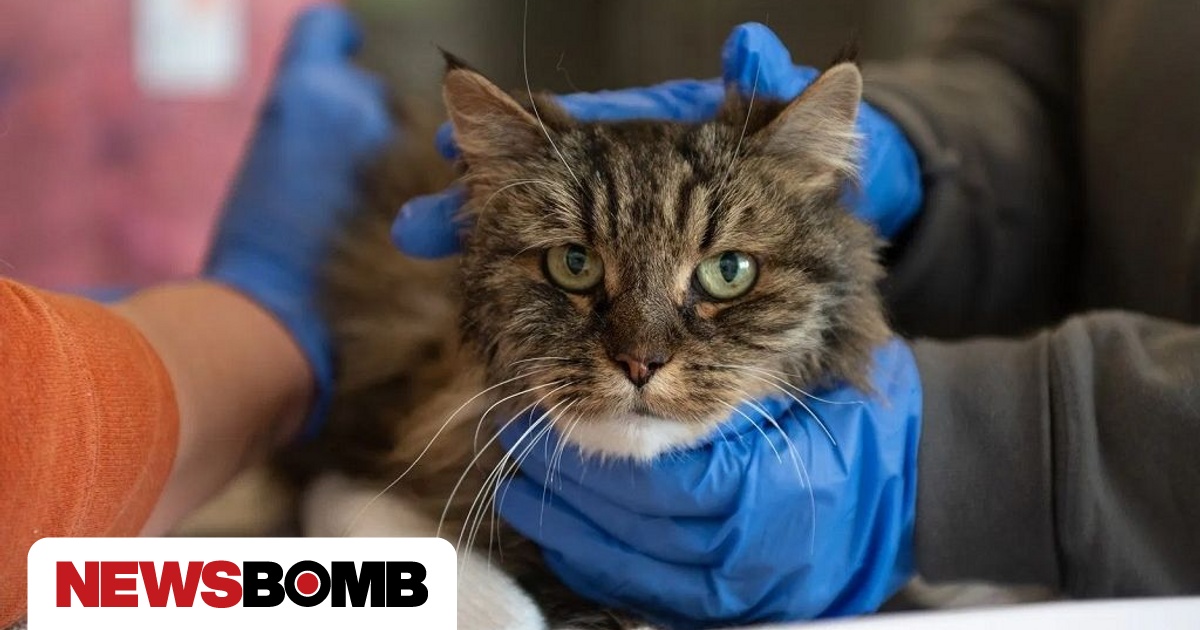 ΗΠΑ: «Επτάψυχη» γάτα επέζησε μετά τη μοιραία πτώση ζευγαριού πεζοπόρων σε φαράγγι βάθους 115 ...