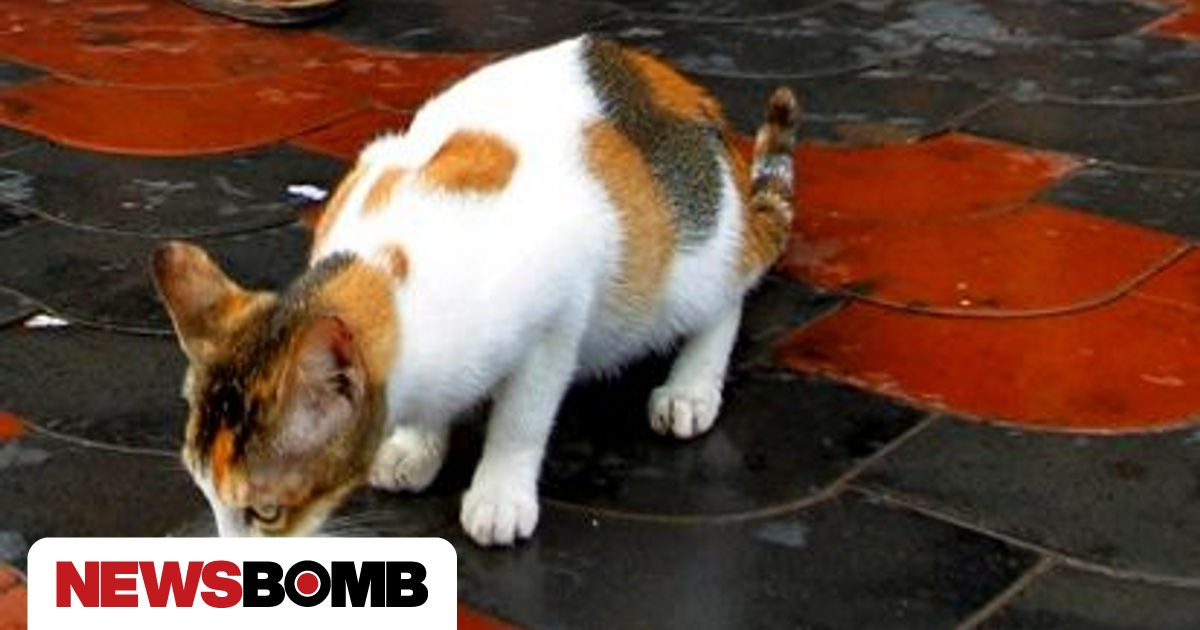 Γιατί δεν πρέπει ποτέ να δίνετε γάλα στη γάτα σας - Newsbomb