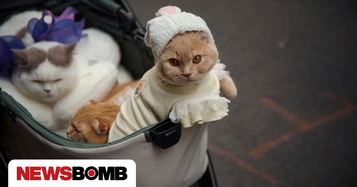 Πώς θα βγάλετε τις τρίχες των κατοικίδιων από τα ρούχα - Όλοι το χρησιμοποιούν αλλά όχι για αυτό ...