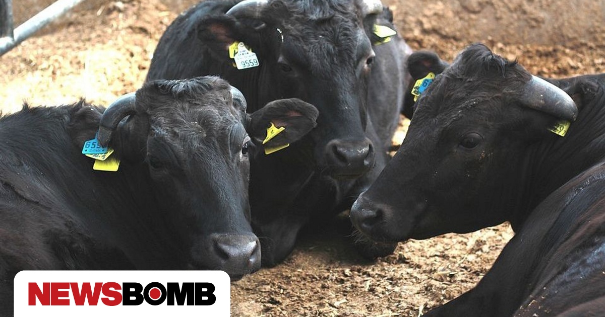 Σύλληψη άνδρα στην Αυστραλία για κλοπή σπέρματος ταύρων αξίας 100.000 δολαρίων - Newsbomb