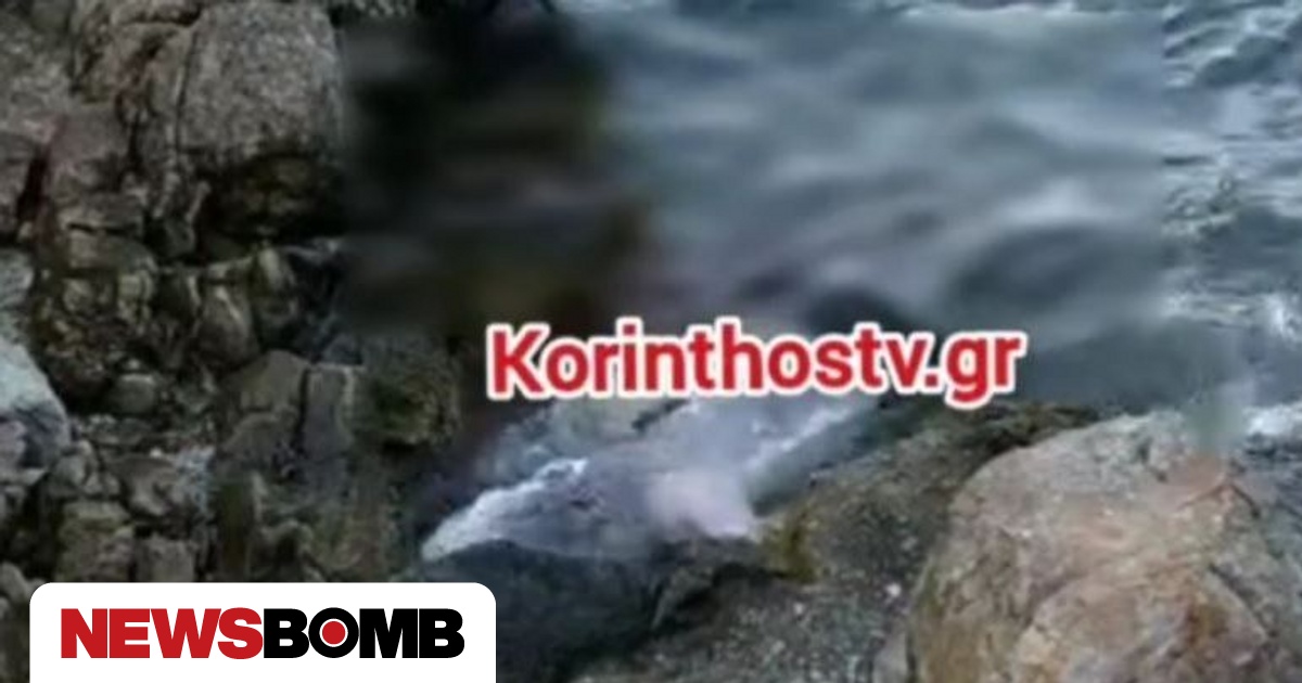 Κόρινθος: Νεκρή φώκια στο Αμόνι - Newsbomb